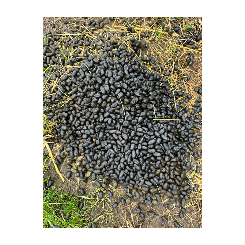 Llama Manure, Llama Gold, Llama Beans | bumbleandcotton